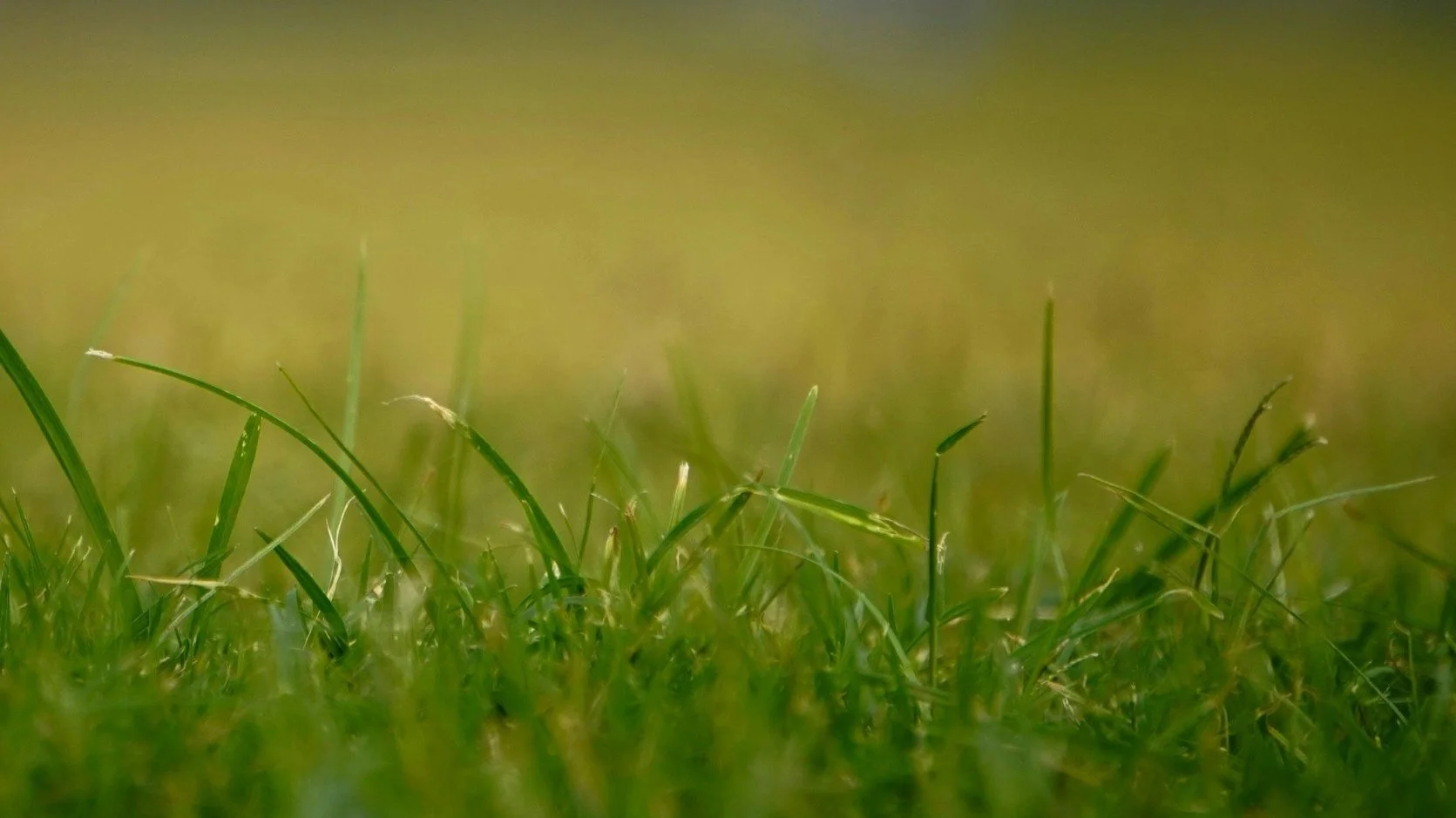 Sod Ordering — East Bay Nursery