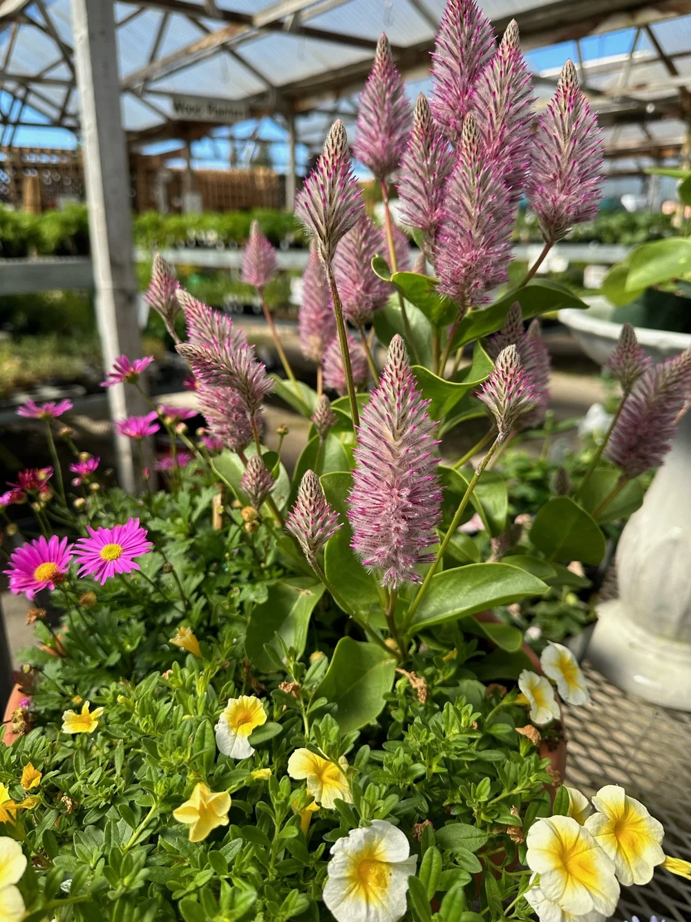 Crazy About – Ptilotus Exaltatus ‘Joey’ — East Bay Nursery