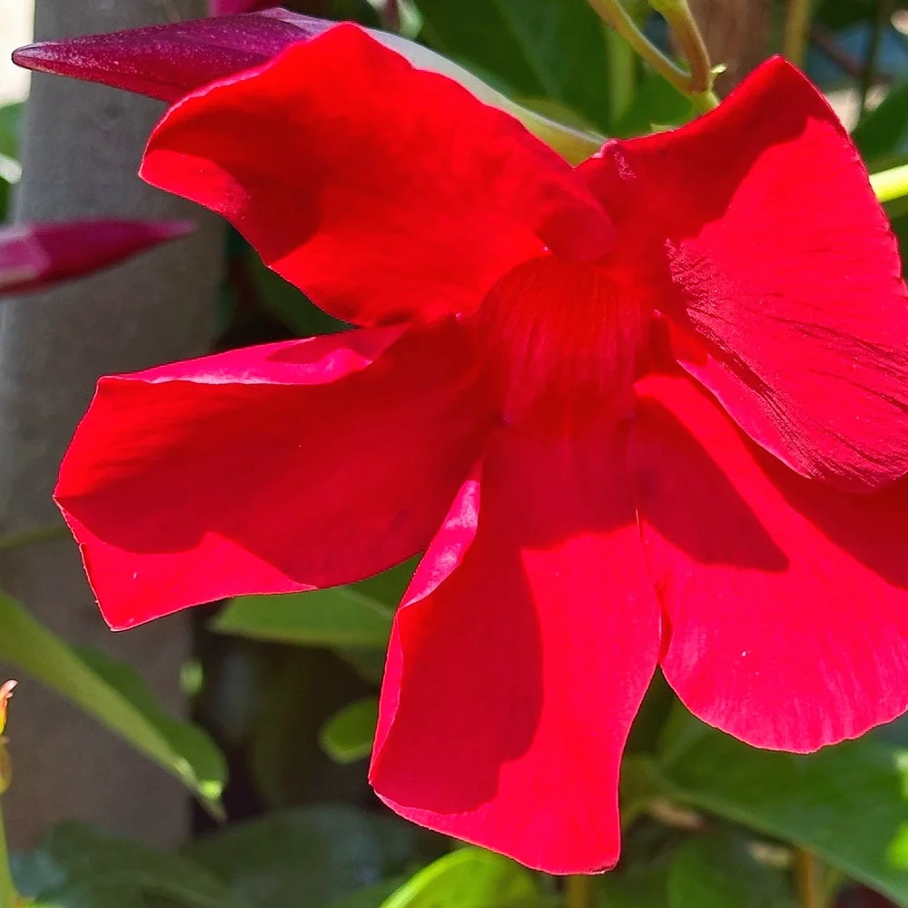 Dipladenia and Mandevilla – How They Differ — East Bay Nursery
