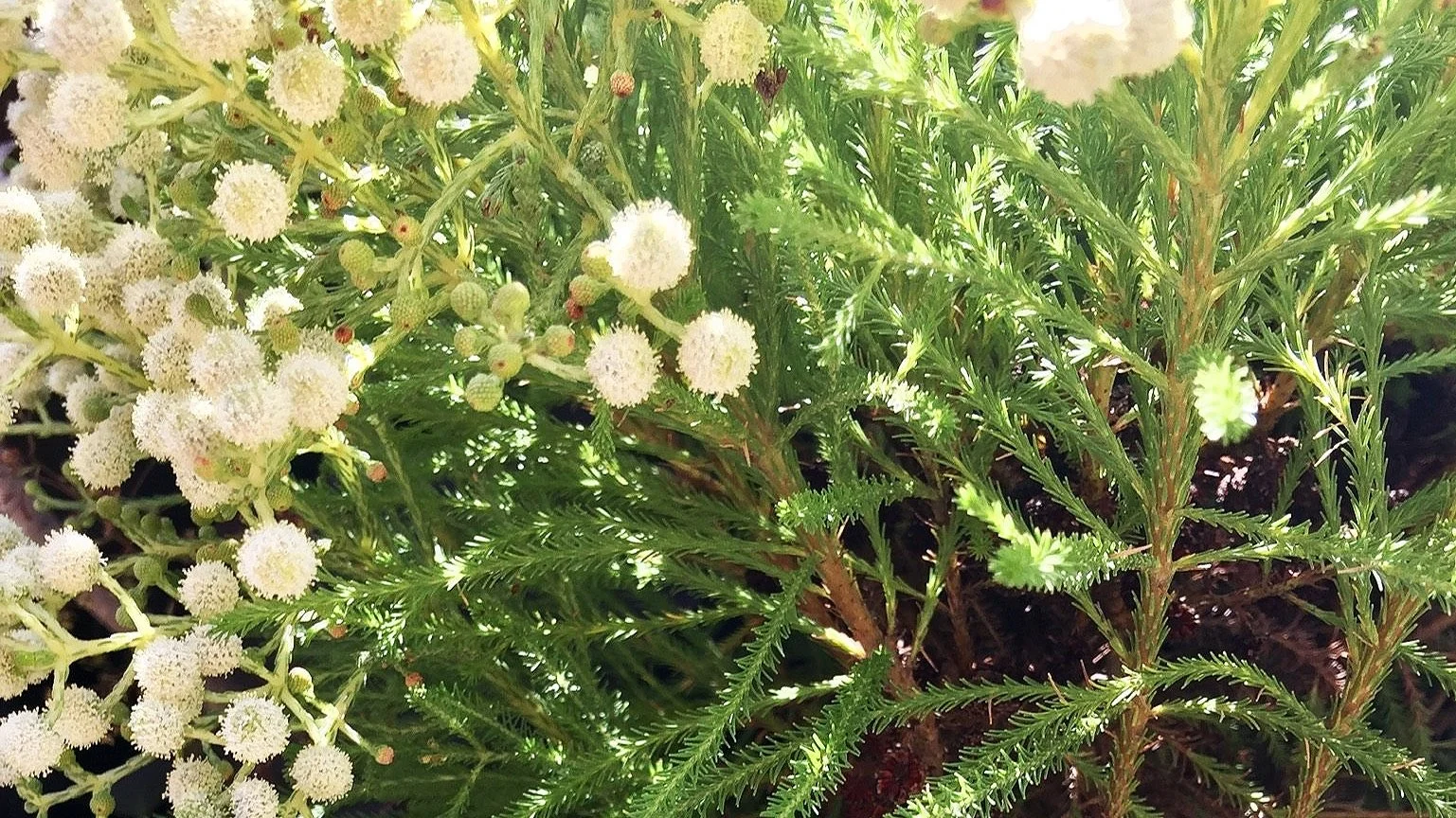 Crazy About - Berzelia — East Bay Nursery