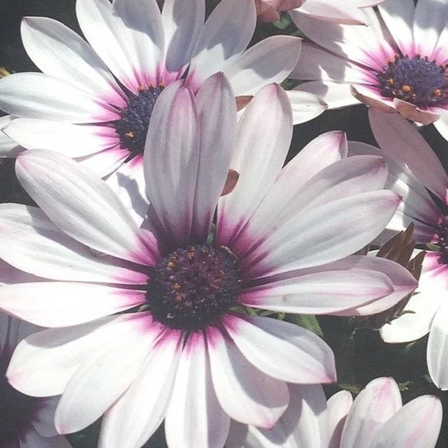 Dazzling African Daisies — East Bay Nursery