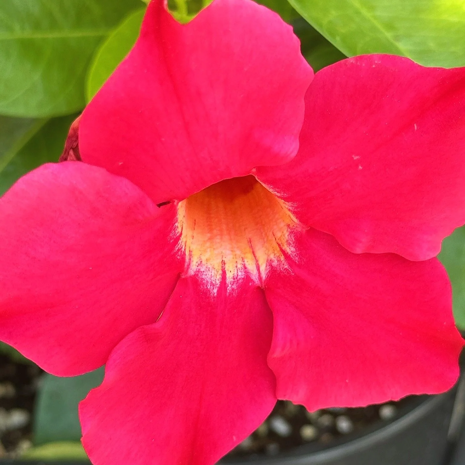 Dipladenia and Mandevilla – How They Differ — East Bay Nursery