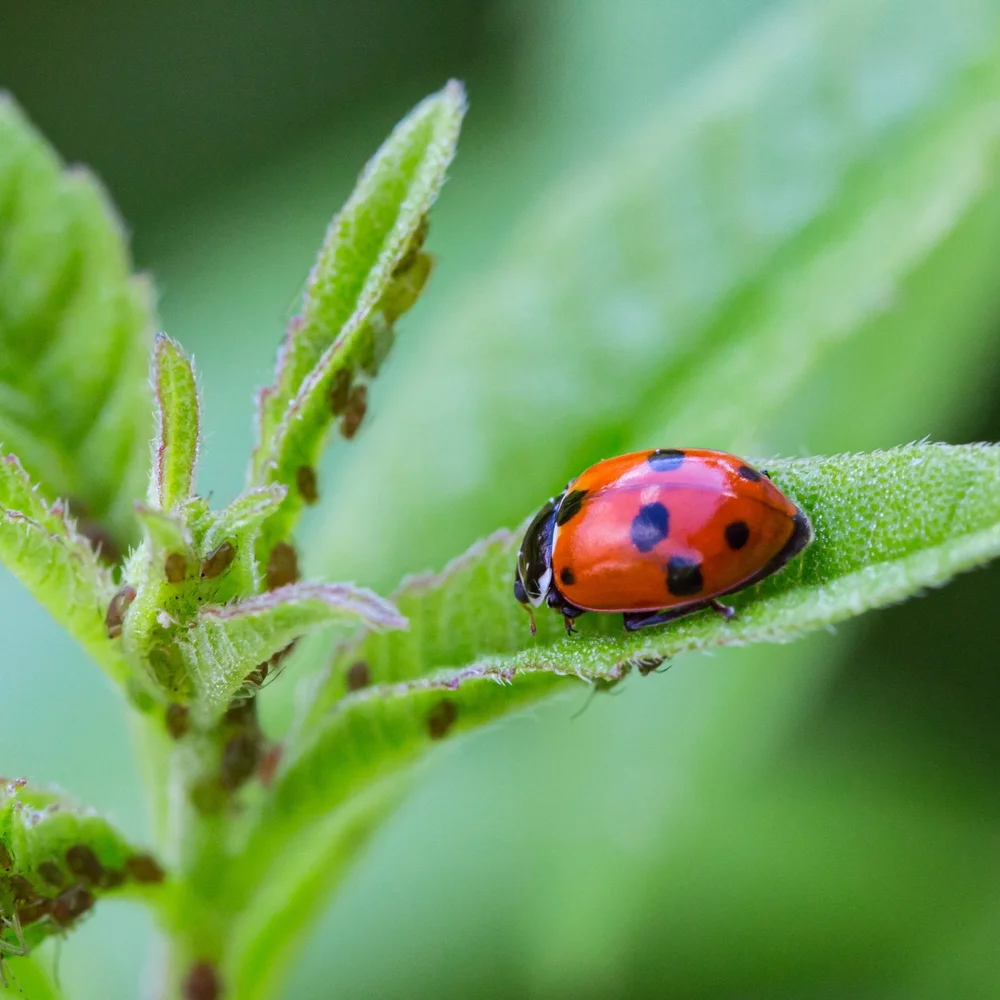 Beneficial Insects - Ladybugs — East Bay Nursery