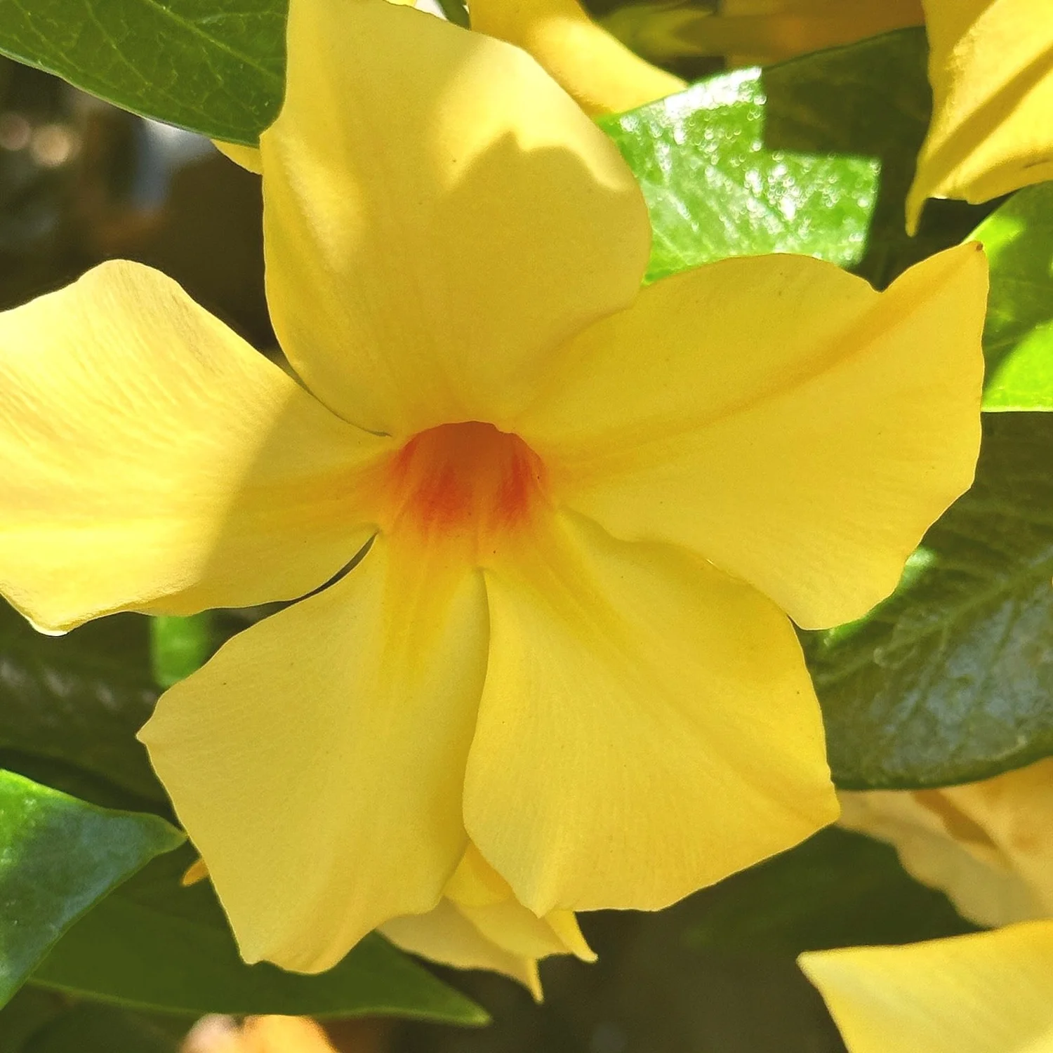 Dipladenia and Mandevilla – How They Differ — East Bay Nursery