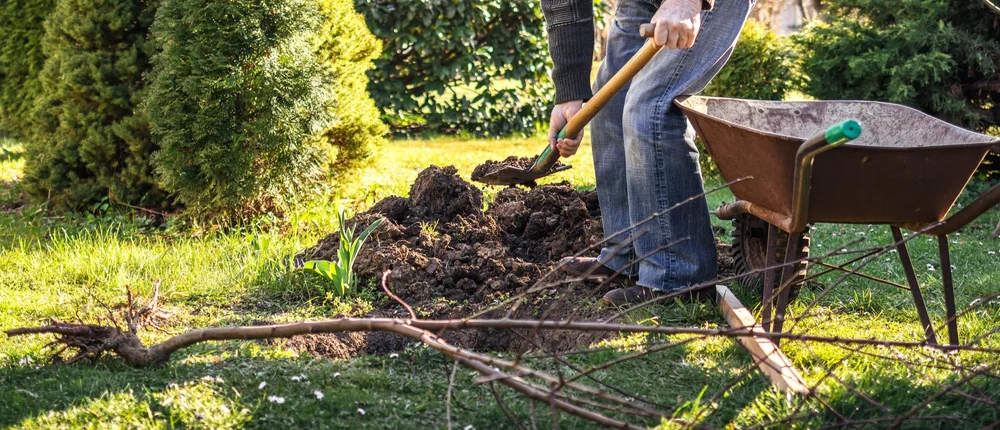 Planting Bare Root Trees — East Bay Nursery