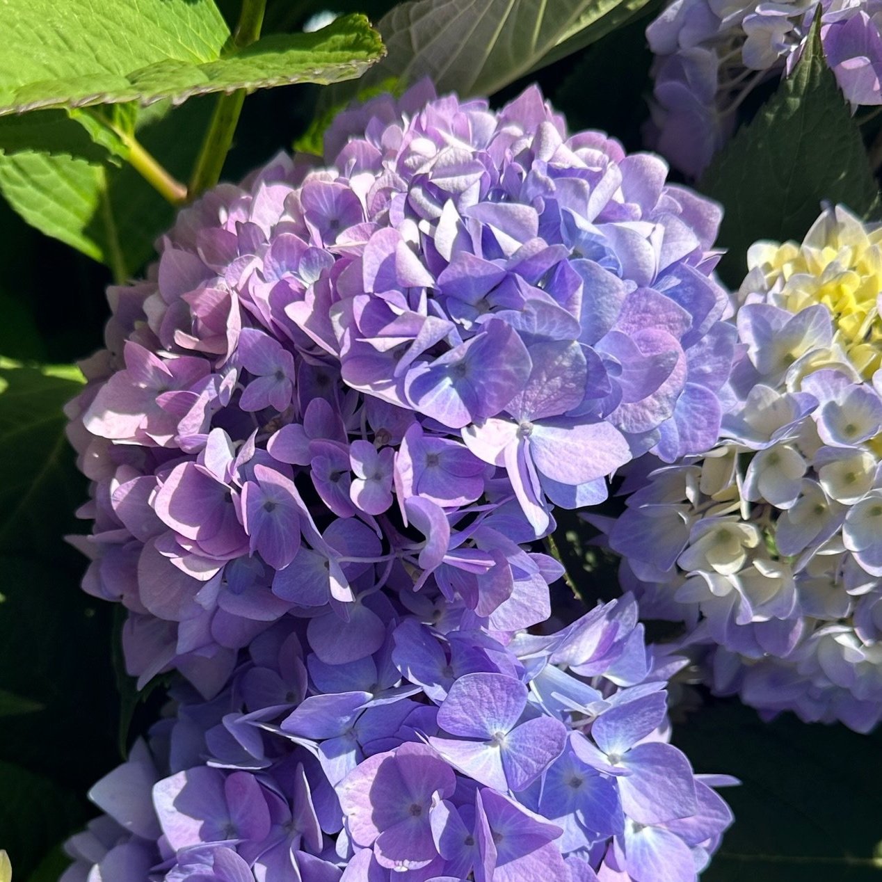 Hydrangeas - Endless Summer — East Bay Nursery