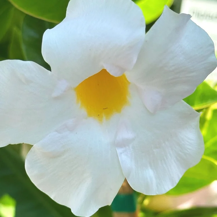 Dipladenia and Mandevilla – How They Differ — East Bay Nursery