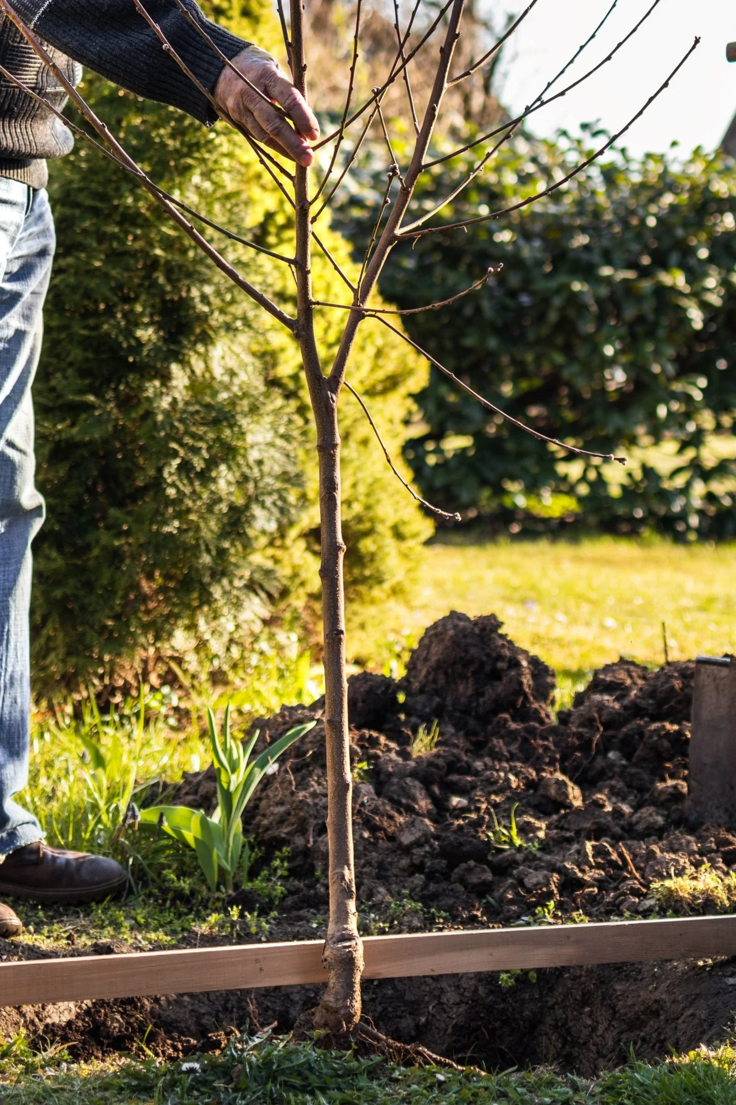 Planting Bare Root Trees — East Bay Nursery