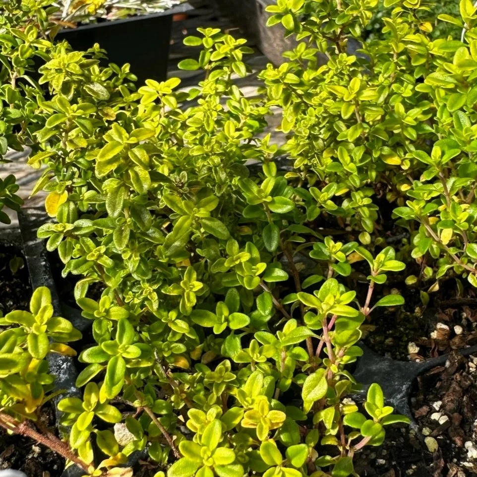 Thyme, Thyme, Thyme – is on Your Side — East Bay Nursery