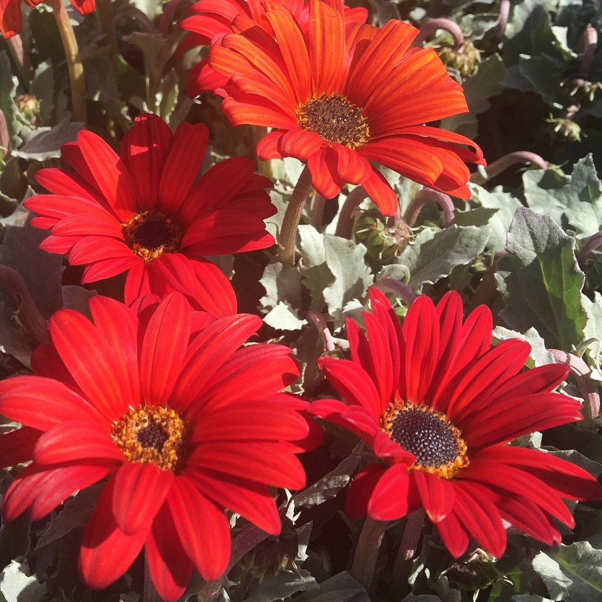 Dazzling African Daisies — East Bay Nursery