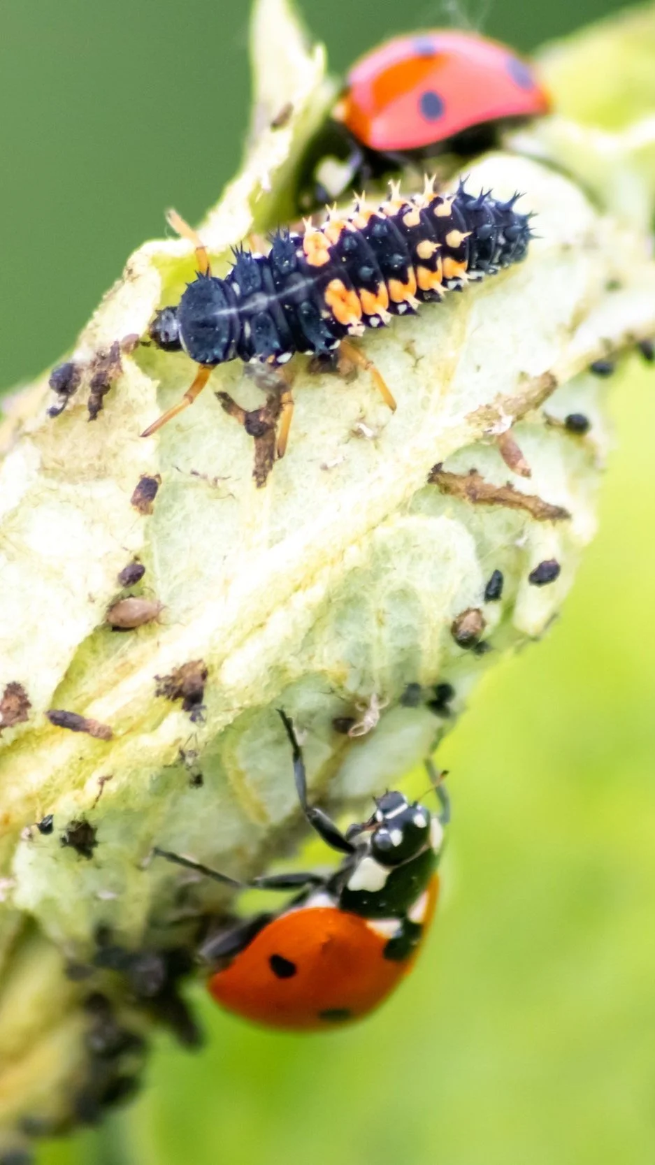 Beneficial Insects - Ladybugs — East Bay Nursery