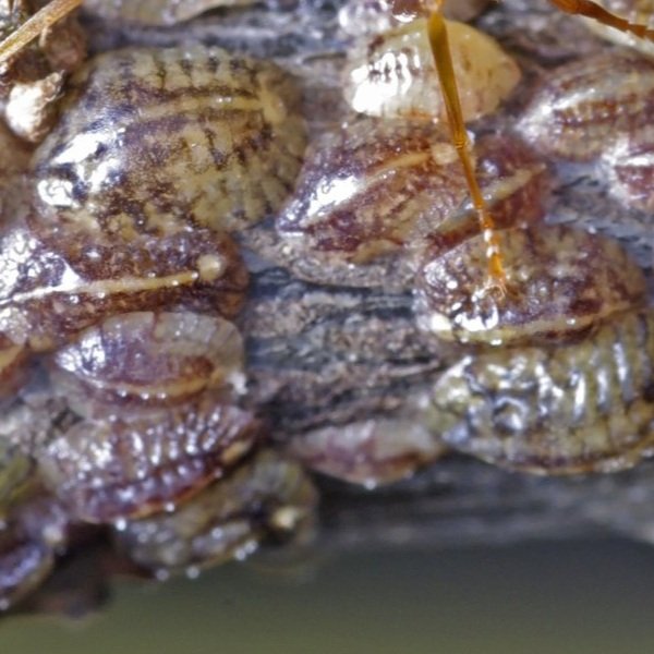 Dormant Spraying: Why You Should — East Bay Nursery