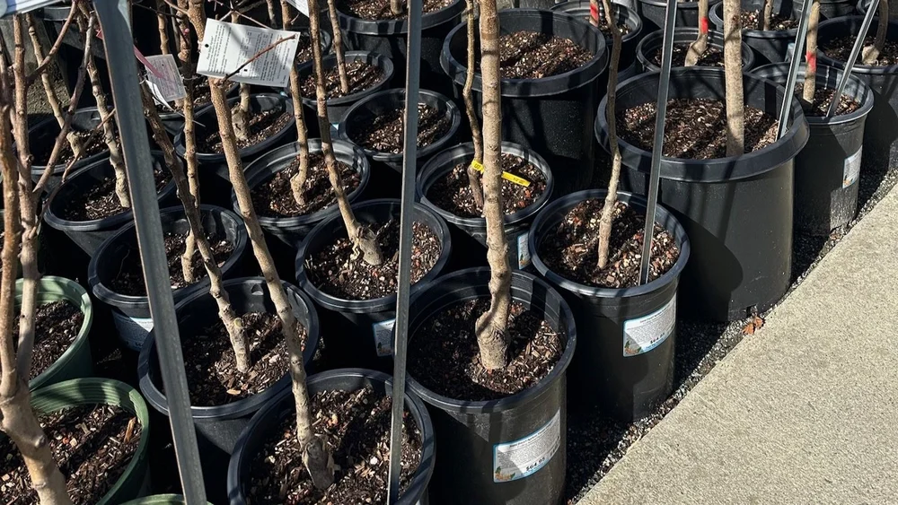 Planting Bare Root Trees — East Bay Nursery