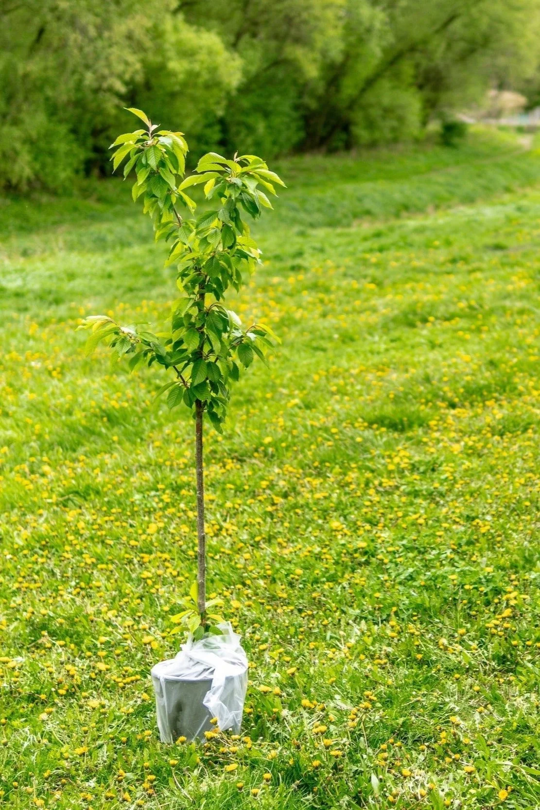 Establishing New Plants – A Year in the Life — East Bay Nursery