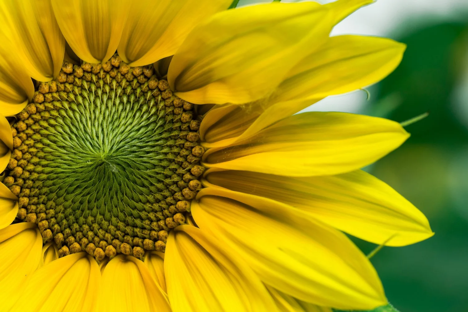 The Sensitive Autistic Phenotype・Julie Bjelland・Sensitive and ...