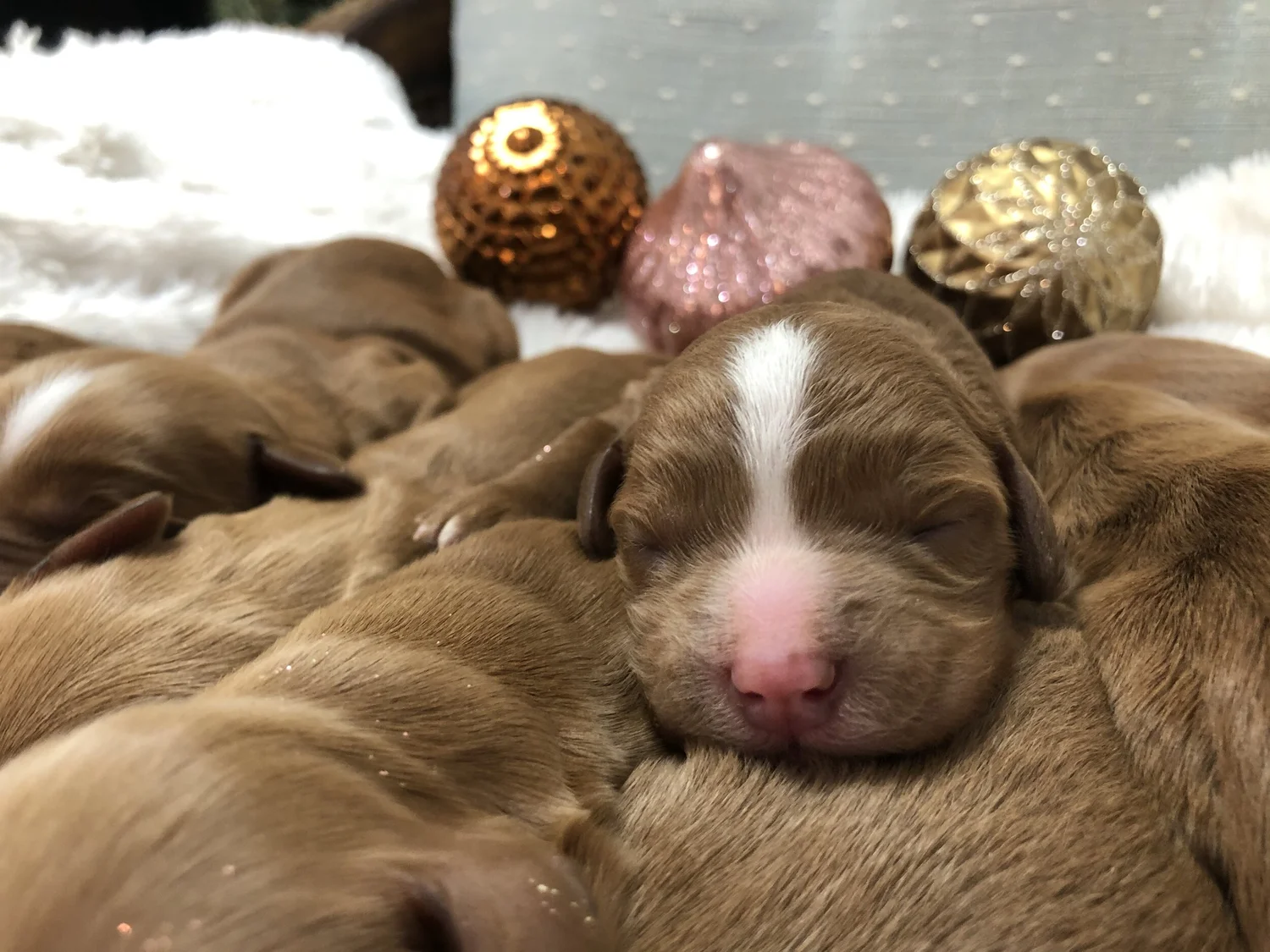 Available Puppies — Austin Golden Doodles