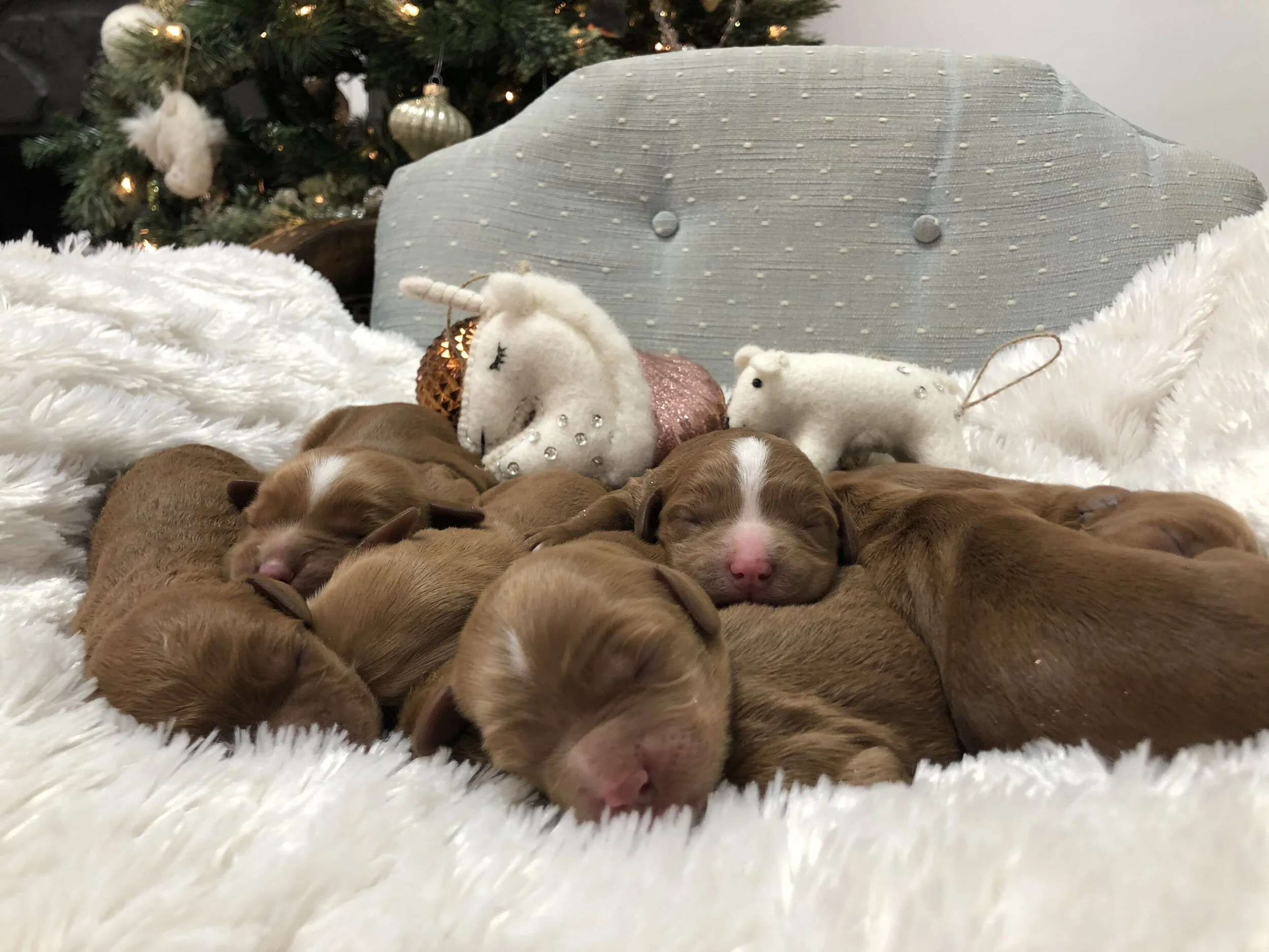 Available Puppies — Austin Golden Doodles