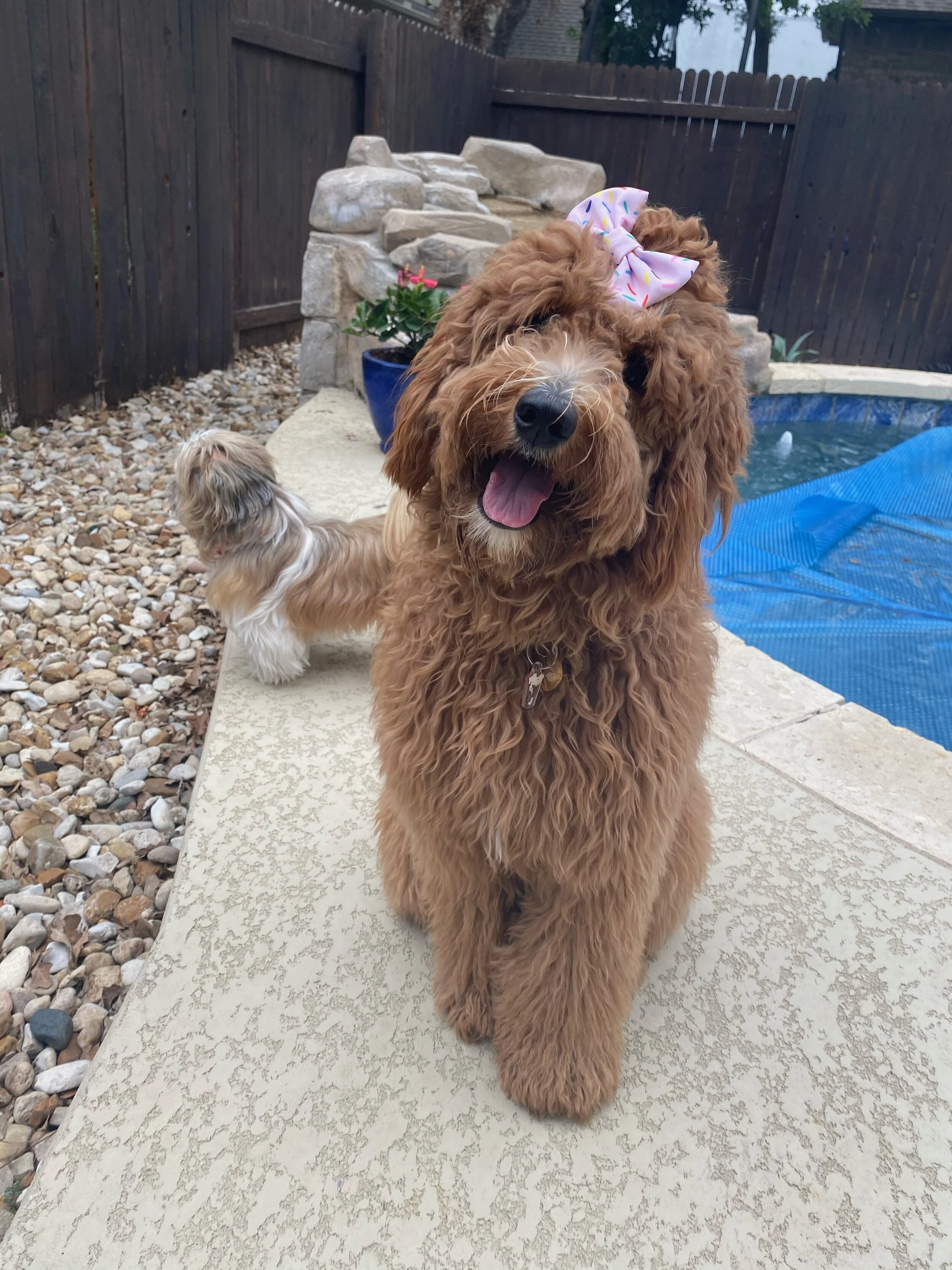 Our Parents — Austin Golden Doodles