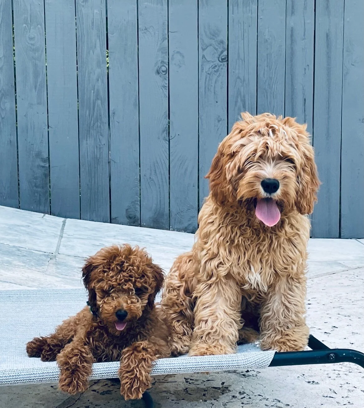 Our Parents — Austin Golden Doodles