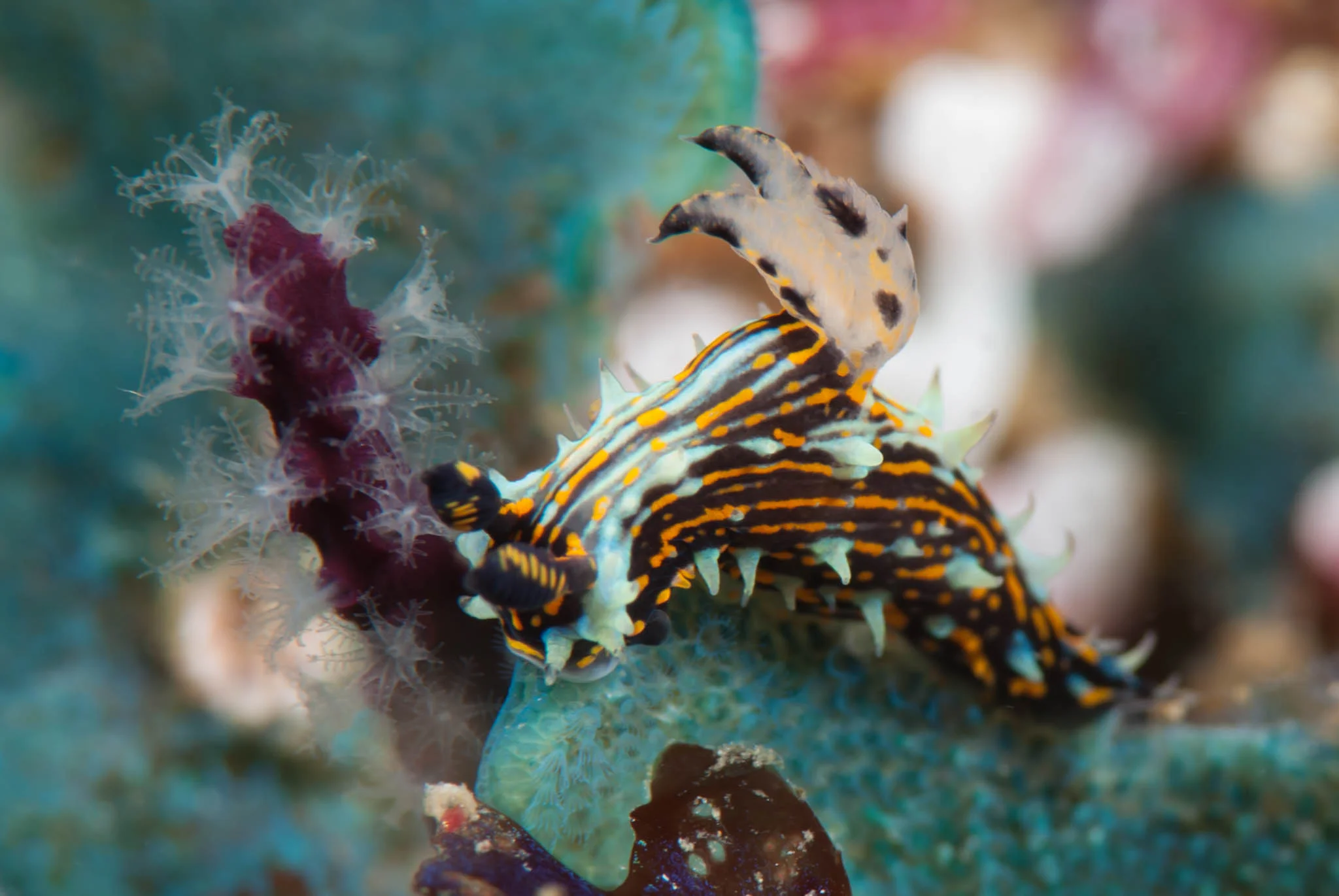 Puerto Vallarta — Metridium Fields