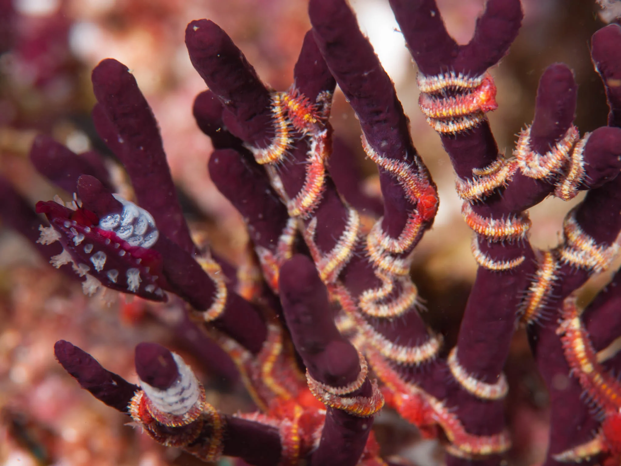 Puerto Vallarta — Metridium Fields