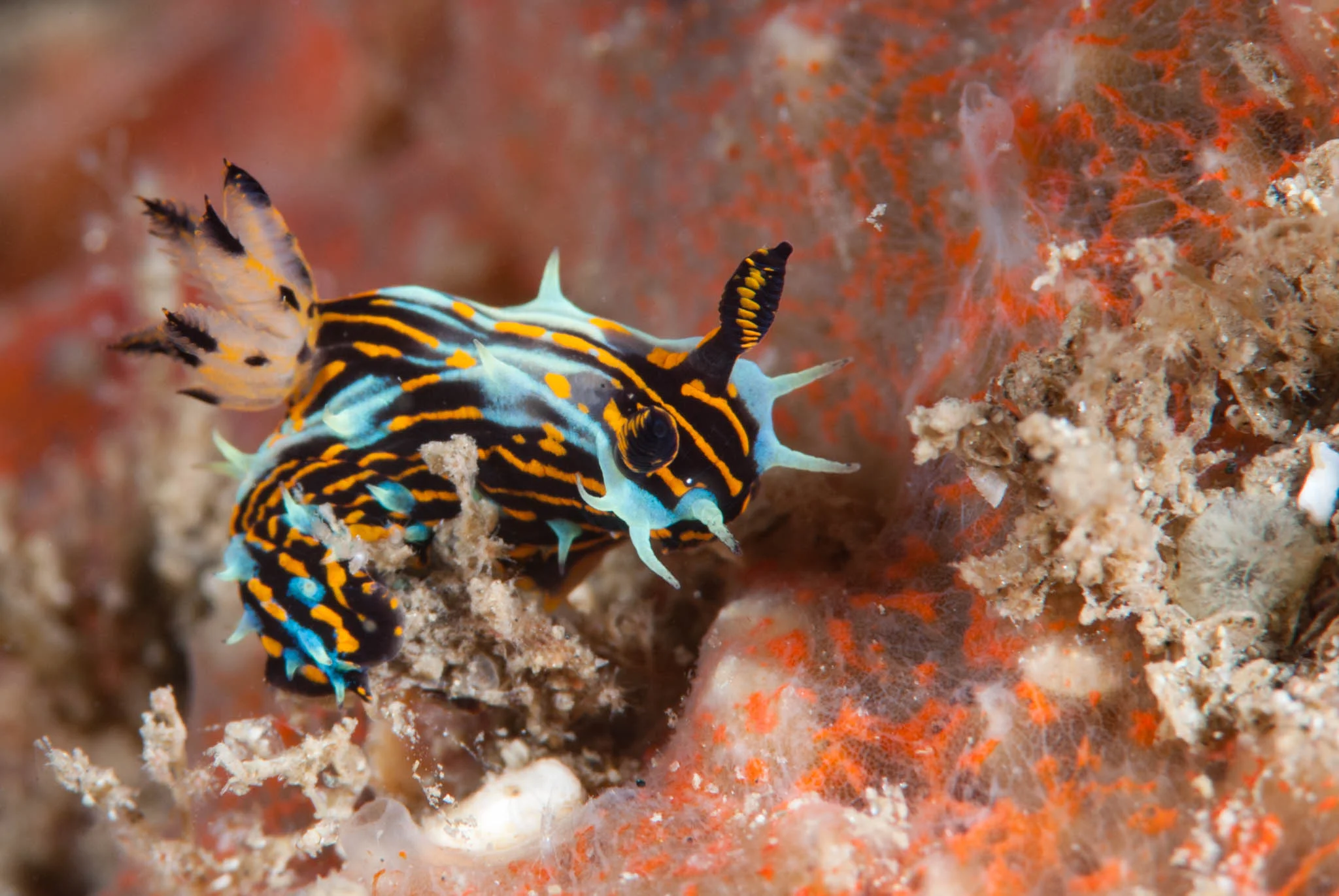 Puerto Vallarta — Metridium Fields