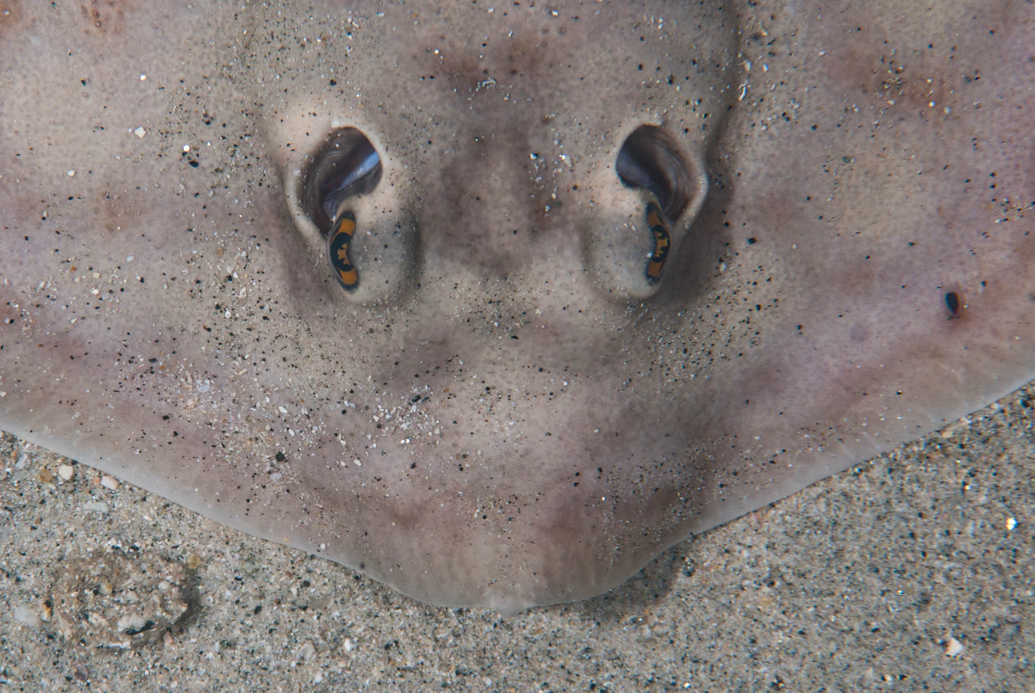 Puerto Vallarta — Metridium Fields