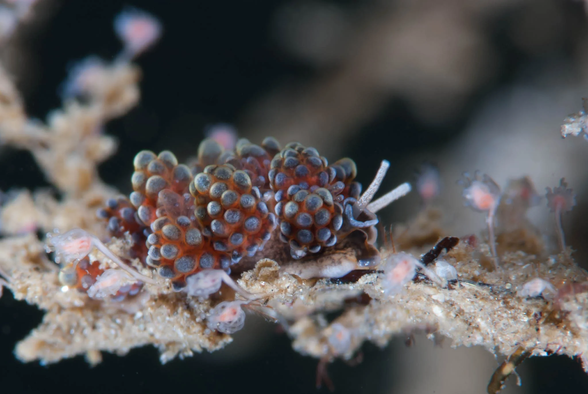 Puerto Vallarta — Metridium Fields