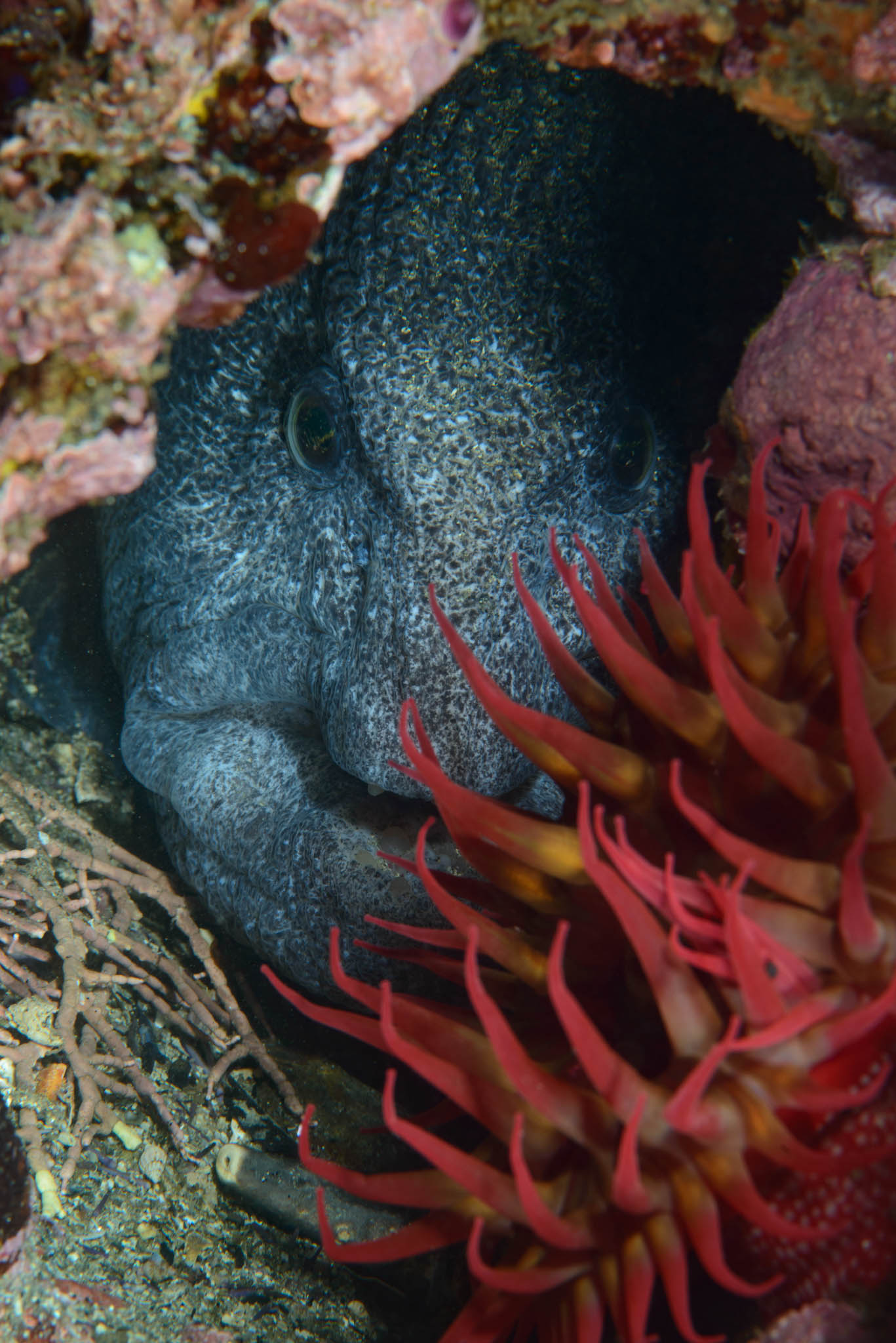 Monterey Macro — Metridium Fields