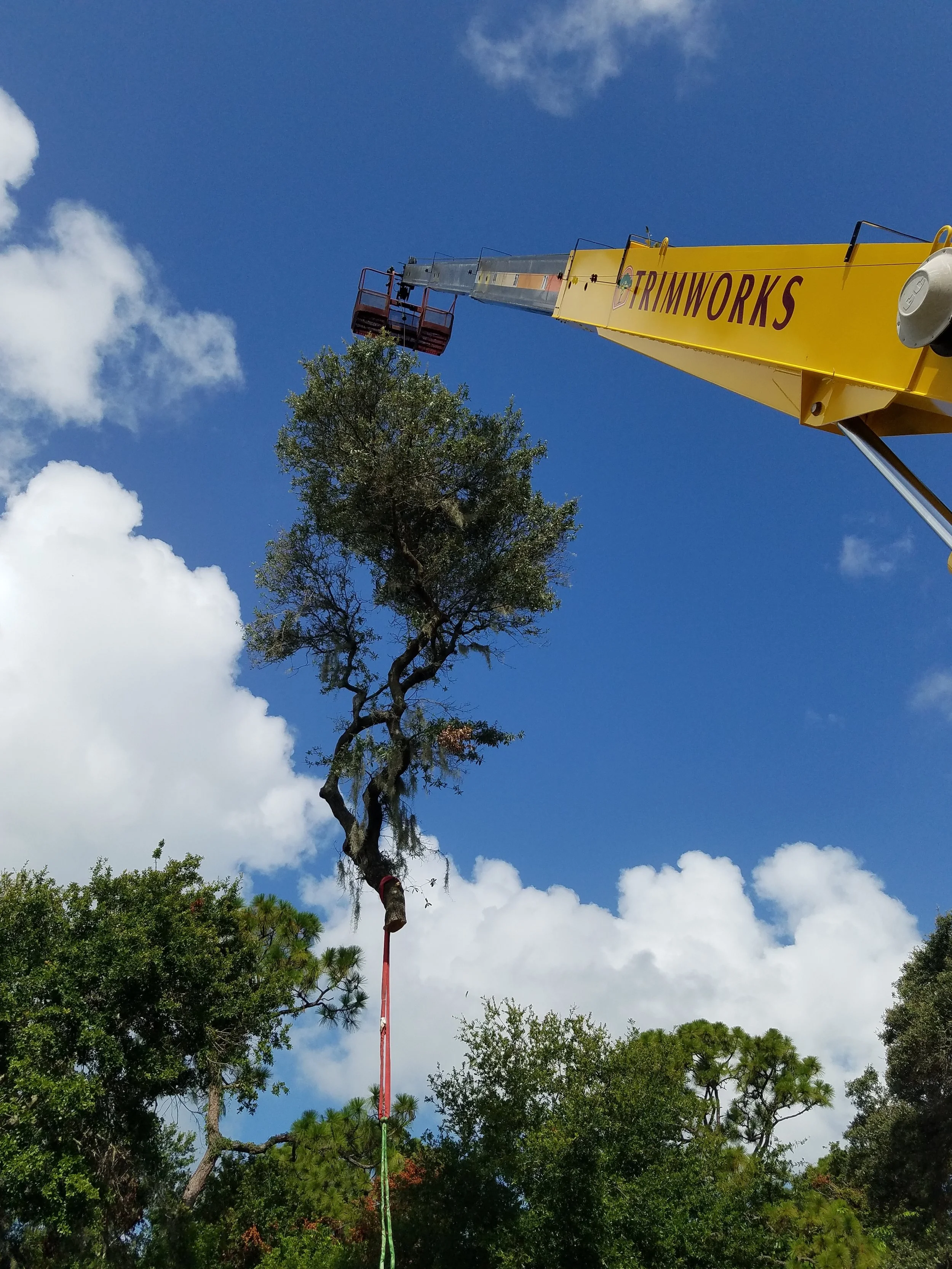 Trimworks Tree Service