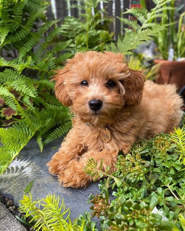 Availability — Northwest Mini Doodles