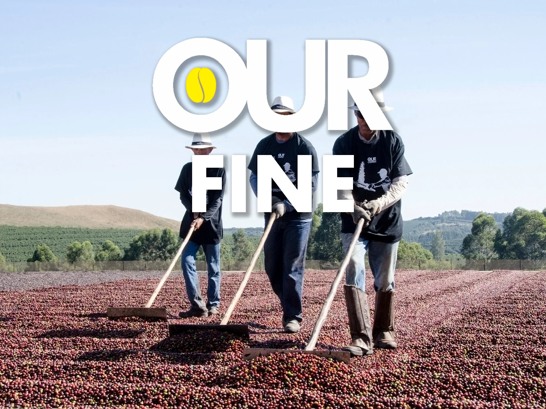 OUR FINE — Our Coffees