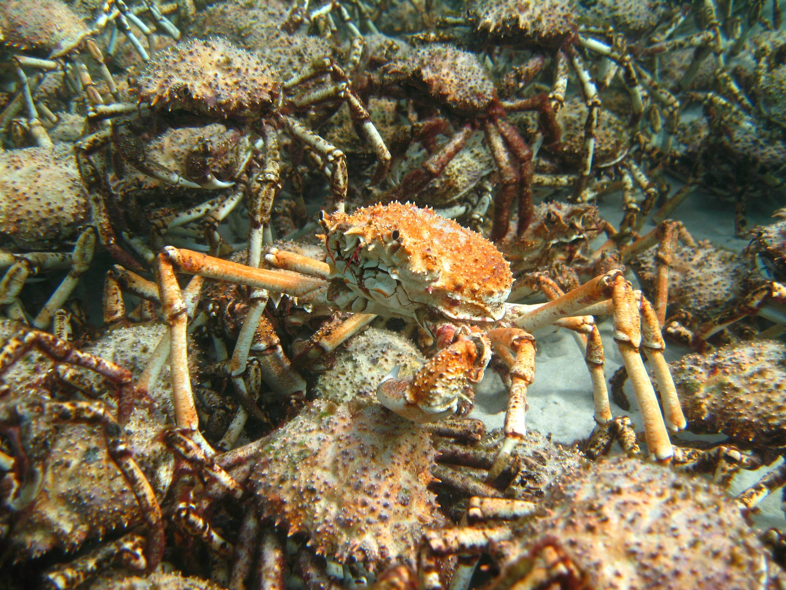Giant Spider Crab Migration — Capel Sound Foreshores