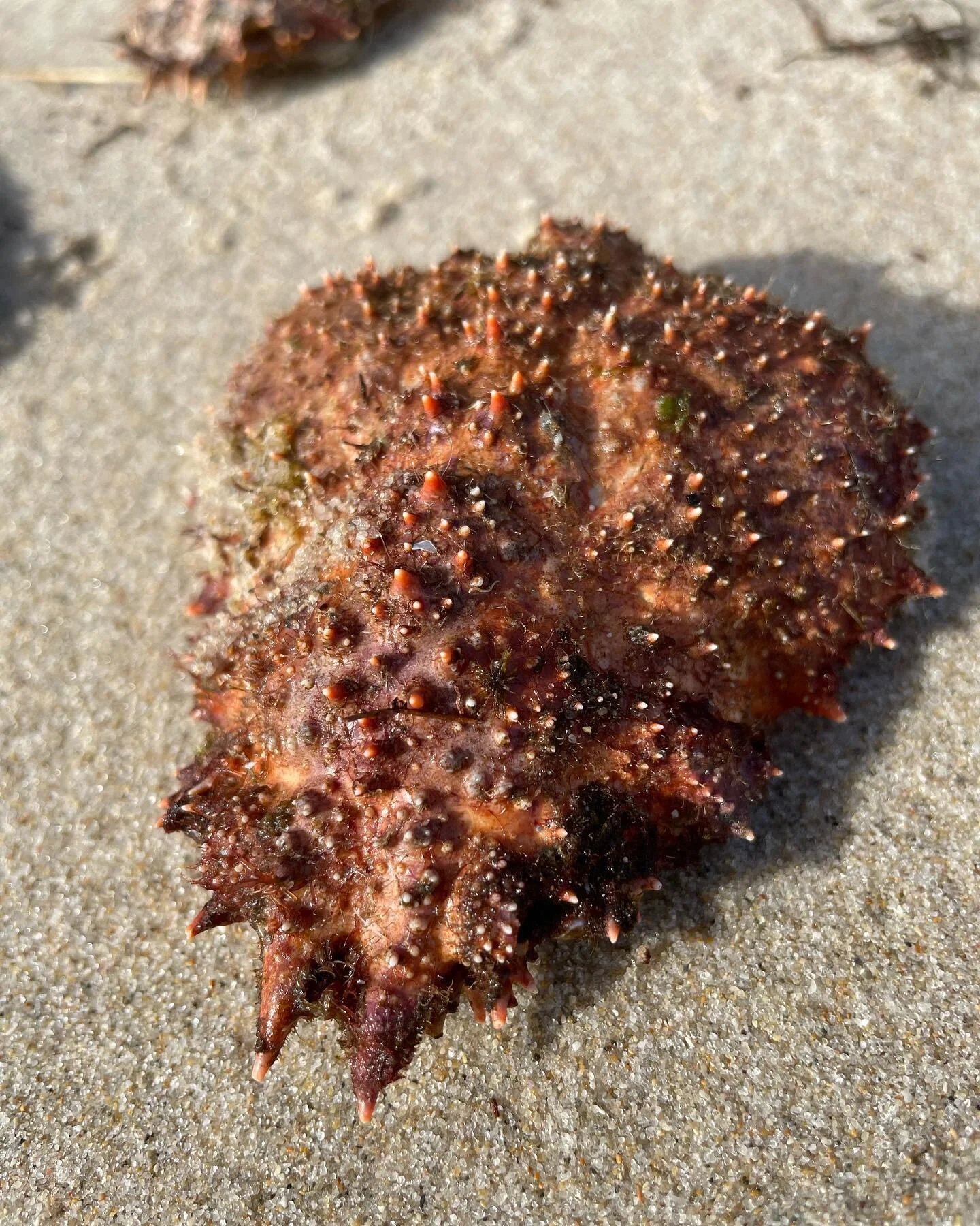 Capel Sound Foreshores - Camping Mornington Peninsula