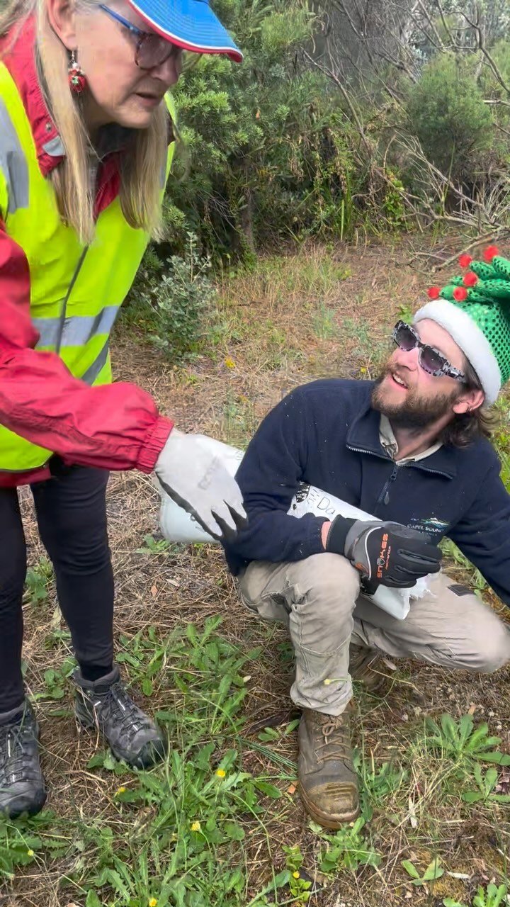 Capel Sound Foreshores - Camping Mornington Peninsula