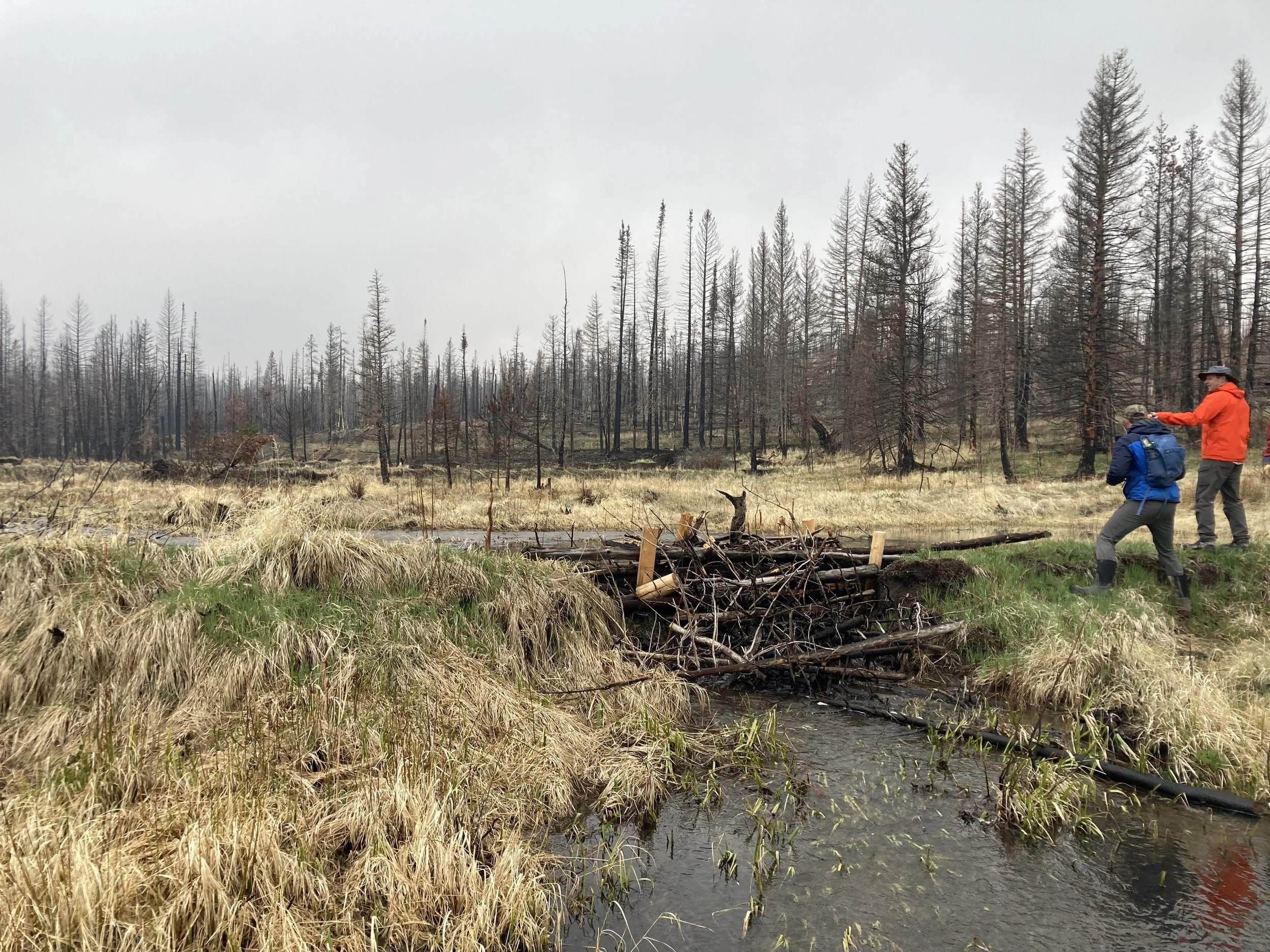 Coalition for the Poudre River Watershed-Wildfire Recovery