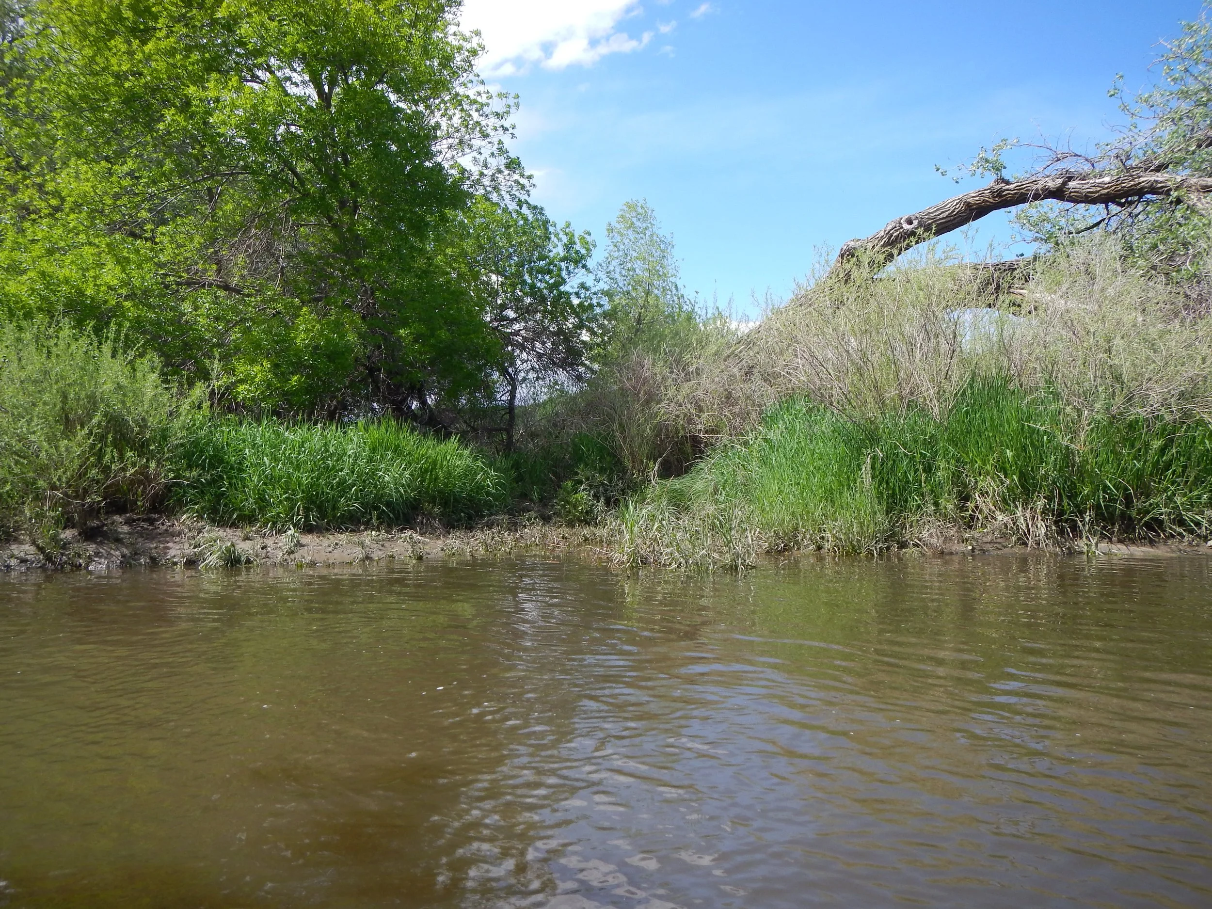 Coalition for the Poudre River Watershed-Reach 13 Phase 2 Design Project