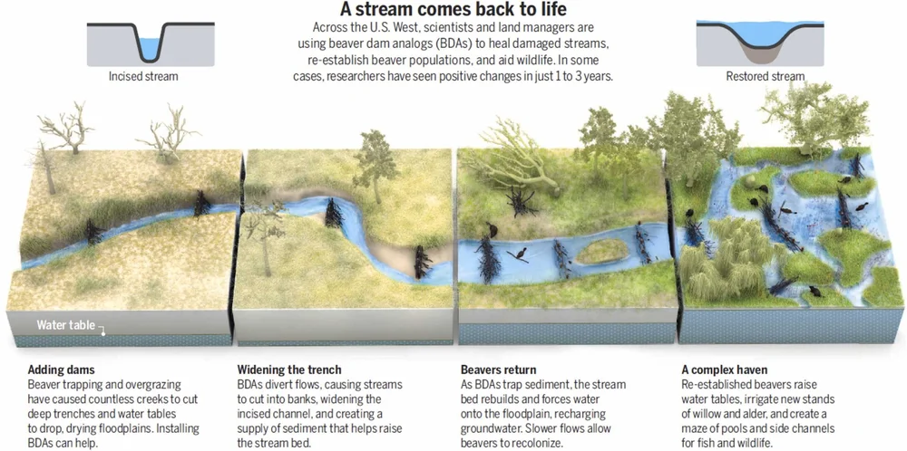Coalition for the Poudre River Watershed-Low-Tech Process-Based Restoration