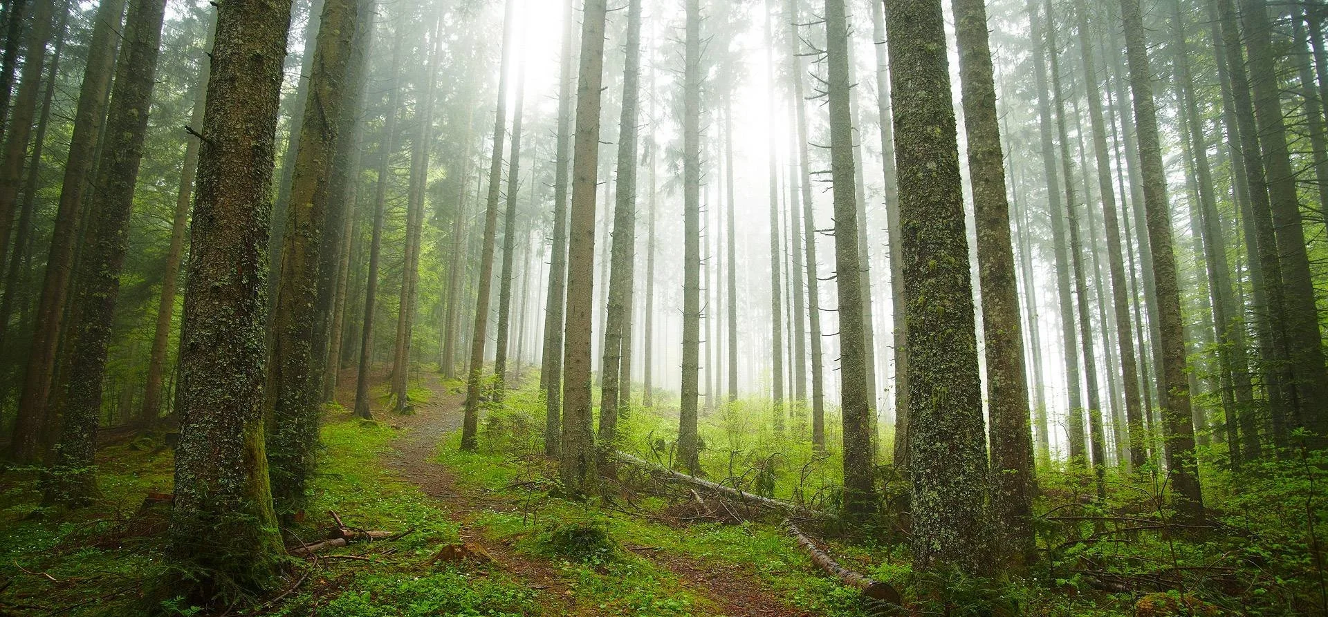 Pine Forest Wallpaper Widescreen