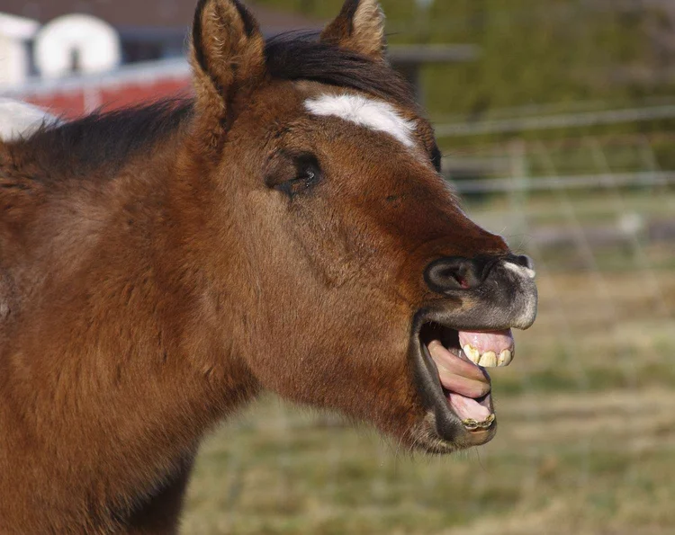 The Practice of Aging a Horse By Their Teeth — Westhills Equine ...