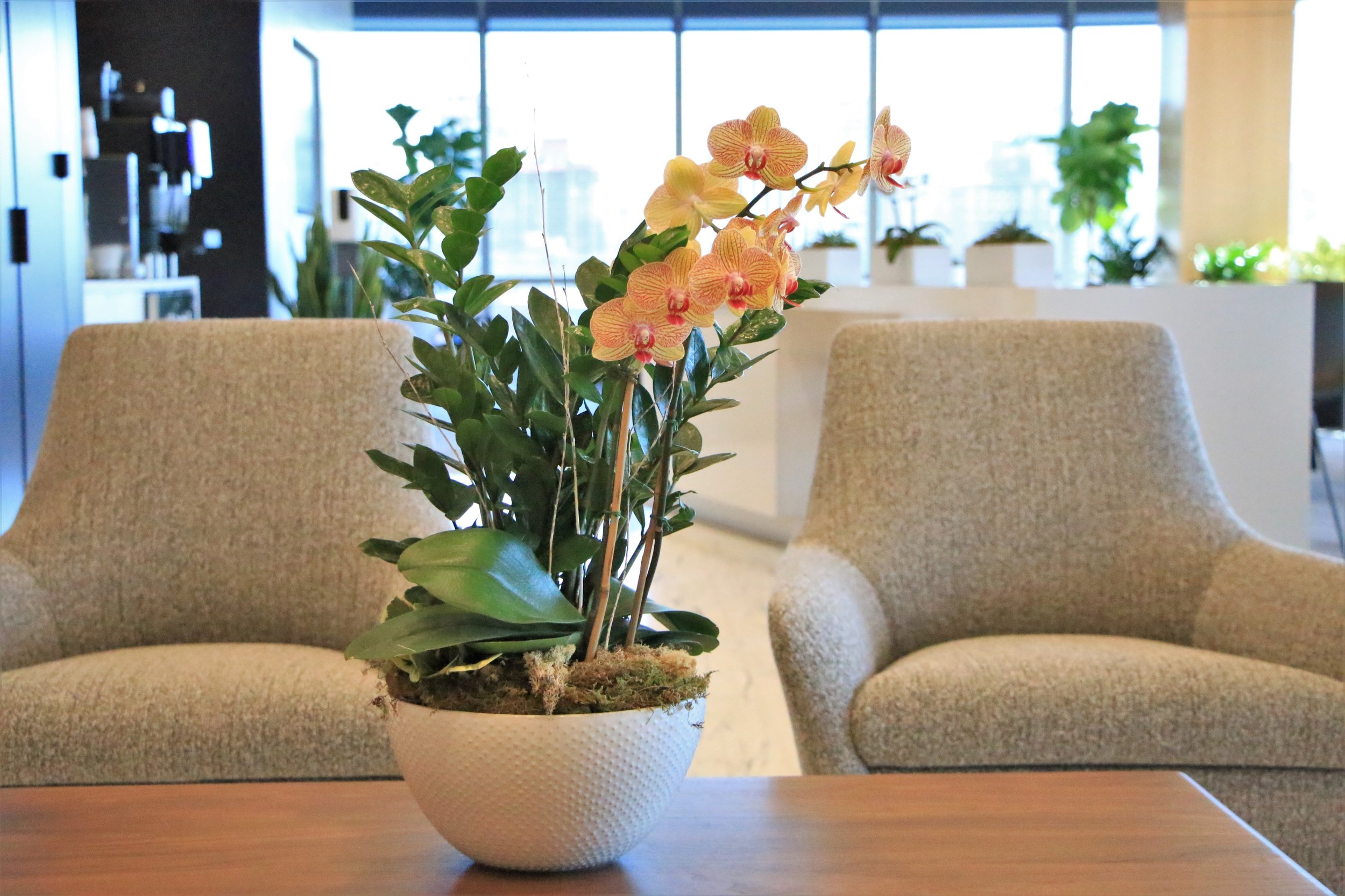 Office Plant Packages