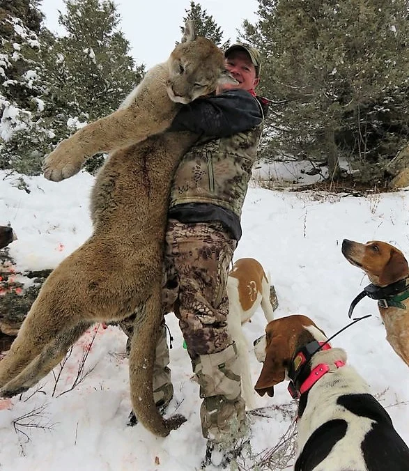 Mountain Lion Hunts — Bull Basin Guides & Outfitters