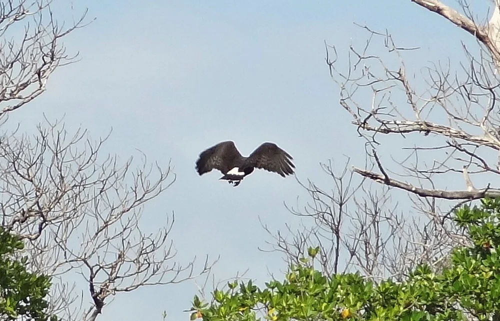 Great Black Hawk — Tropical Audubon Society