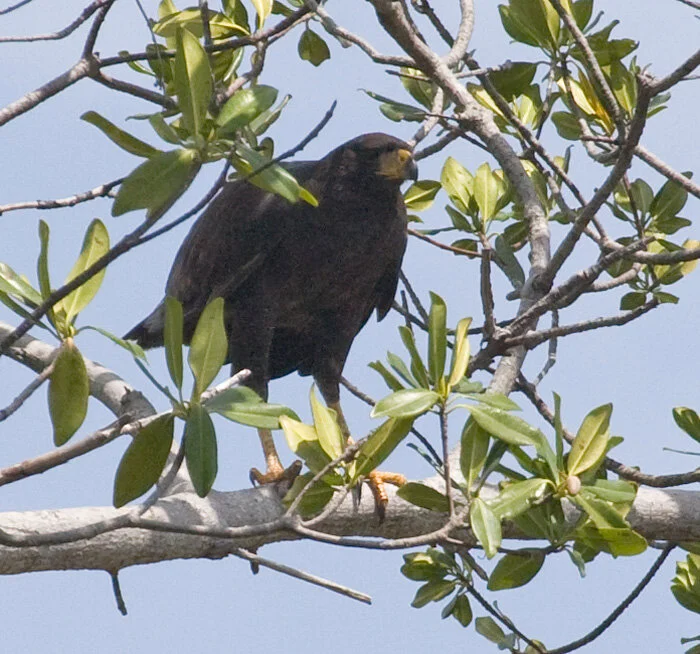 Great Black Hawk — Tropical Audubon Society