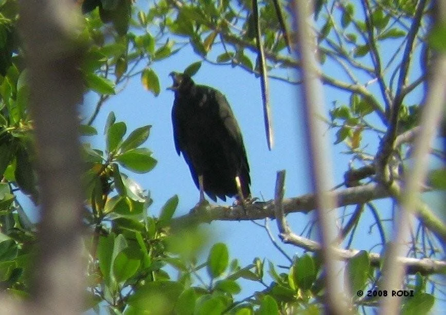 Great Black Hawk — Tropical Audubon Society