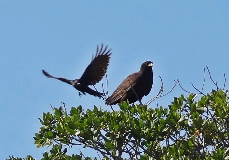 Great Black Hawk — Tropical Audubon Society