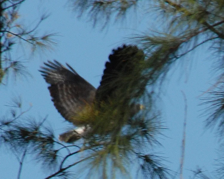Great Black Hawk — Tropical Audubon Society