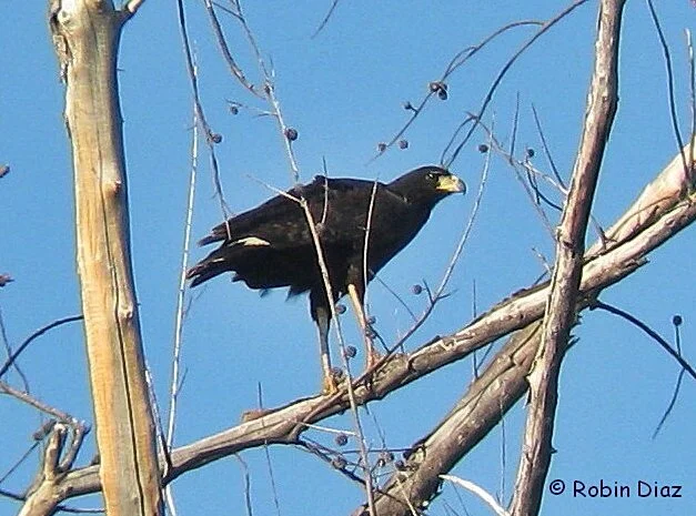 Great Black Hawk — Tropical Audubon Society