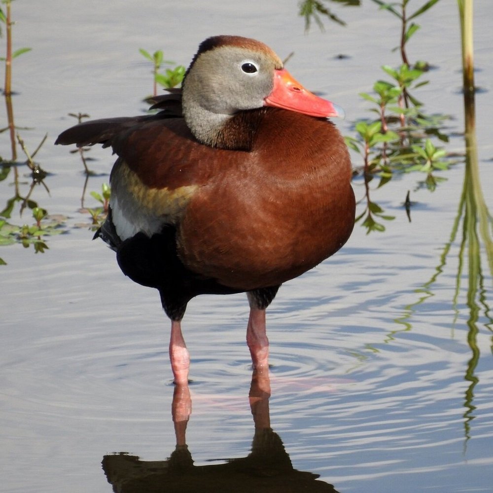 Birds of South Florida — Tropical Audubon Society