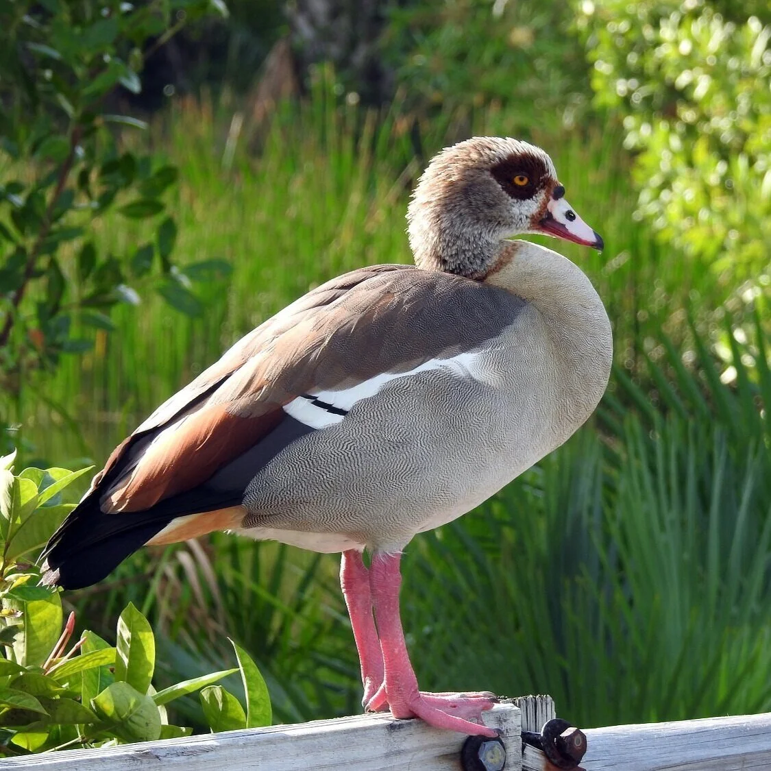 Birds of South Florida — Tropical Audubon Society